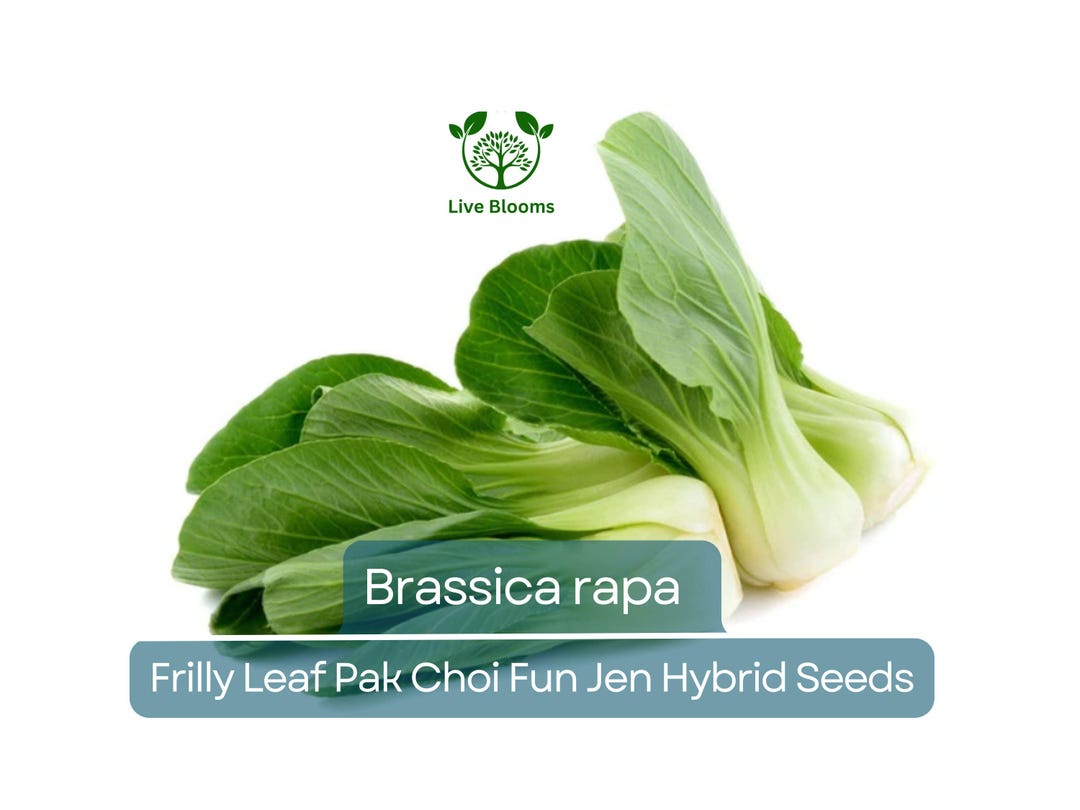 180 Seeds Frilly Leaf Pak Choi Fun Jen Hybrid for Planting (brassica ...