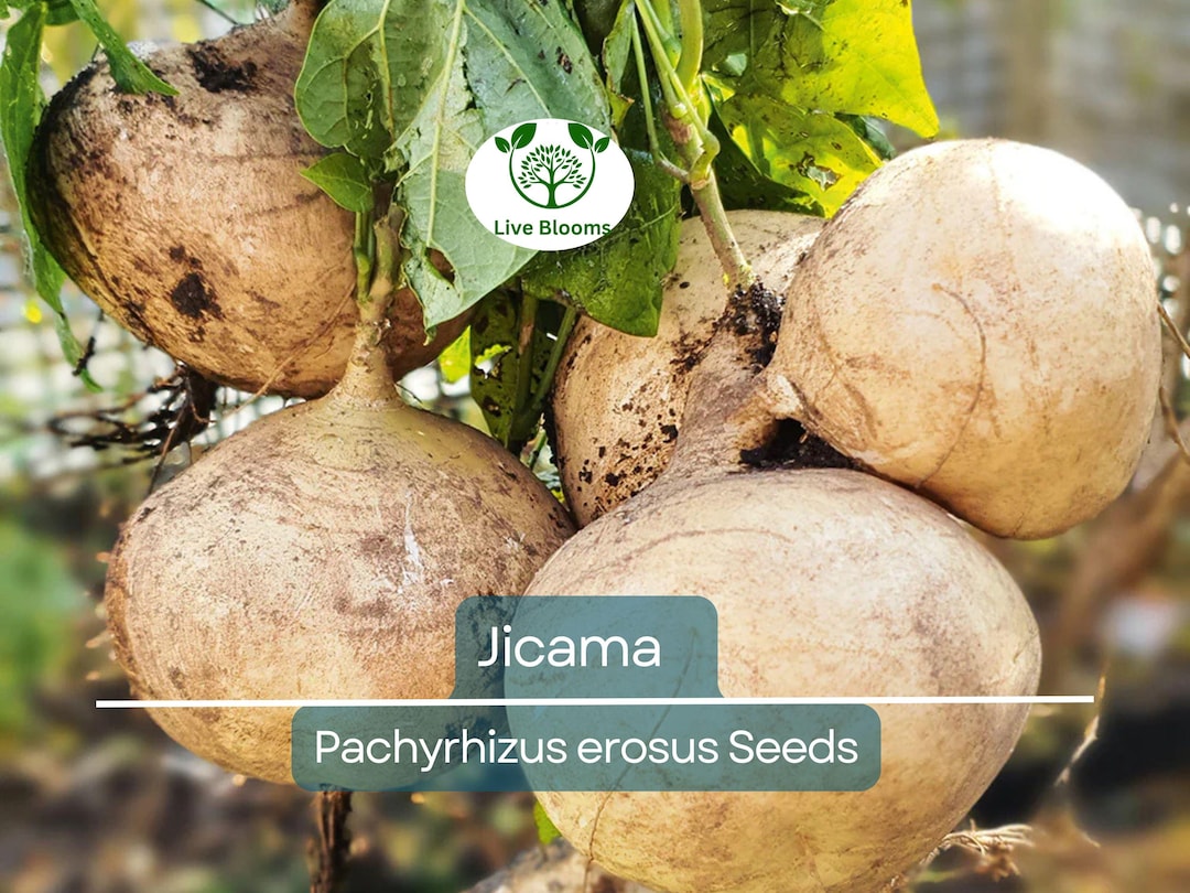 40 Jicama Seeds - Mexican Yam Bean (pachyrhizus Erosus) - Non-gmo Tuber ...
