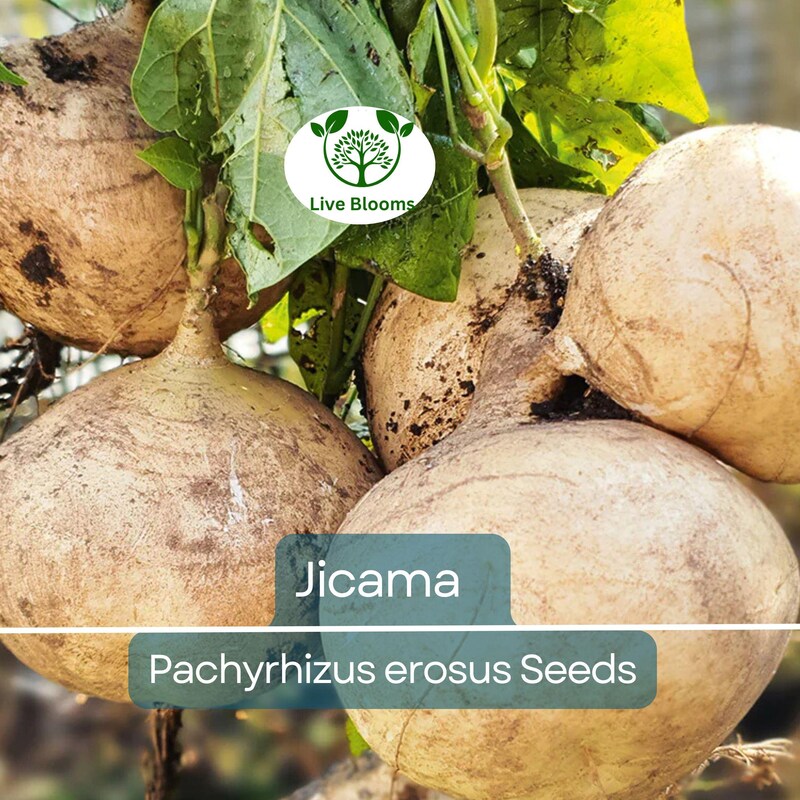 Jicama Seeds - Etsy