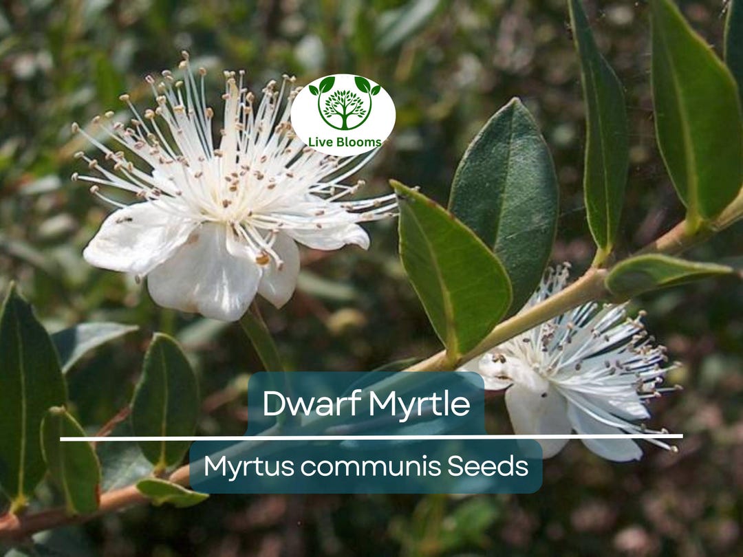 20 Dwarf Myrtle Seeds | Myrtus Communis | Fragrant Hedge Bush | White ...