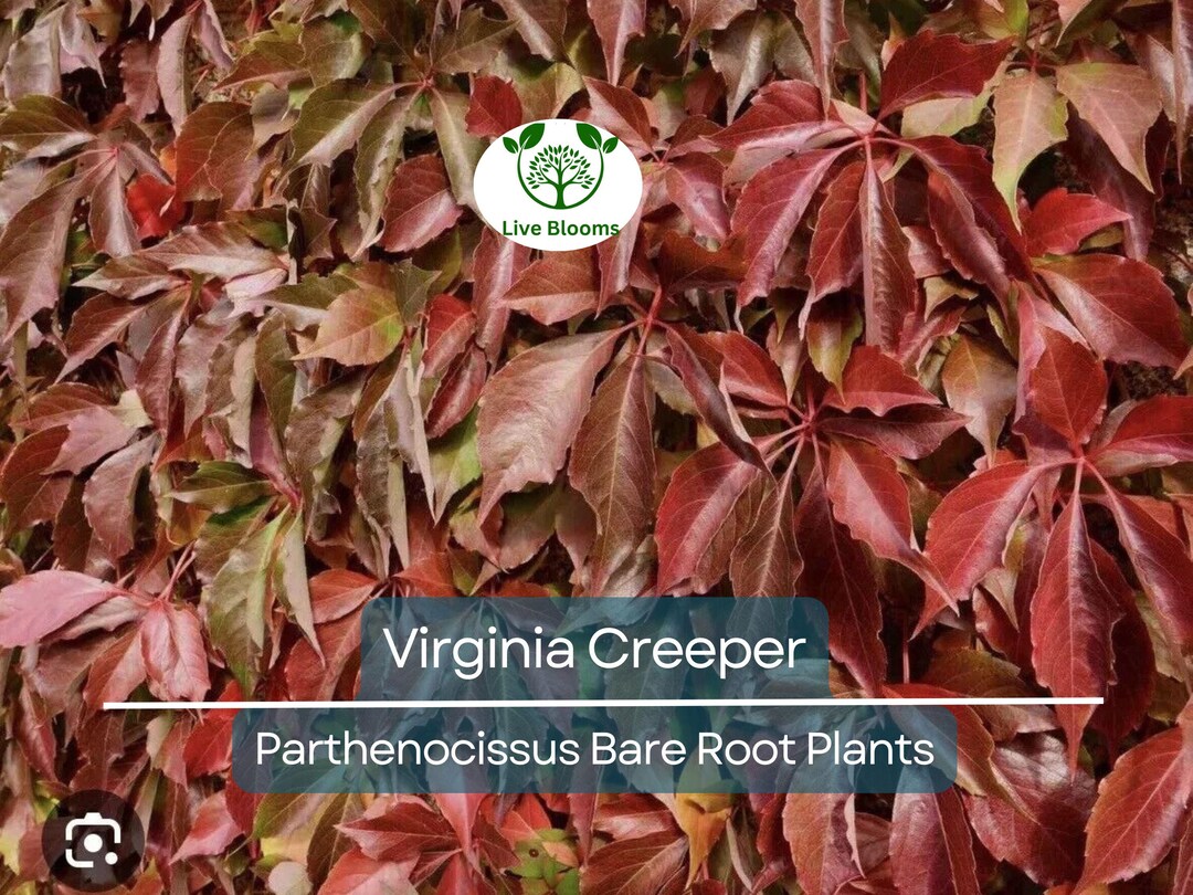 10 Virginia Creeper Vines – Bare Root Plants – Parthenocissus ...