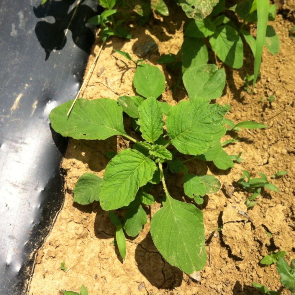 Edible Amaranth White Light Green 500mg Vegetable Seeds for - Etsy