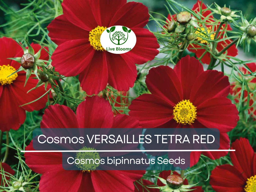 50 Cosmos VERSAILLES TETRA Red Seeds - Vibrant Flowers, Attracts ...