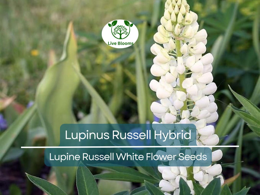20 Seeds Lupine Russell White for Planting – Lupinus Russell Hybrid ...