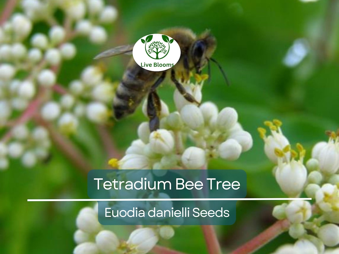 20 BEE TREE SEEDS (euodia Danielli) | Tetradium, Rare, Superior Honey ...