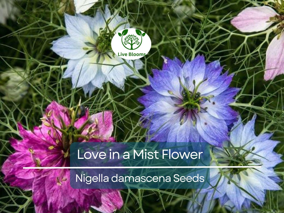 500 Love in a Mist Flower Seeds (nigella Damascena) | Persian Jewels Mix, Annual, Vibrant Colors ...