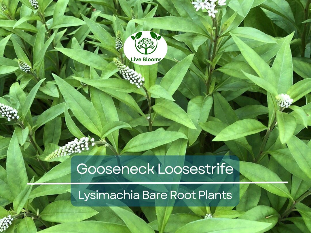 10 Gooseneck Loosestrife Plants – Bare Root Perennials – White Flowers ...