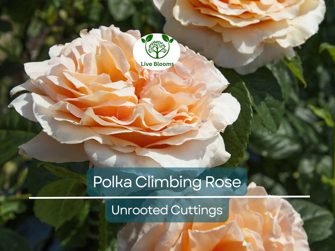 3 Polka Climbing Rose Apricot Unrooted Cuttings Live Fresh, Beautiful ...