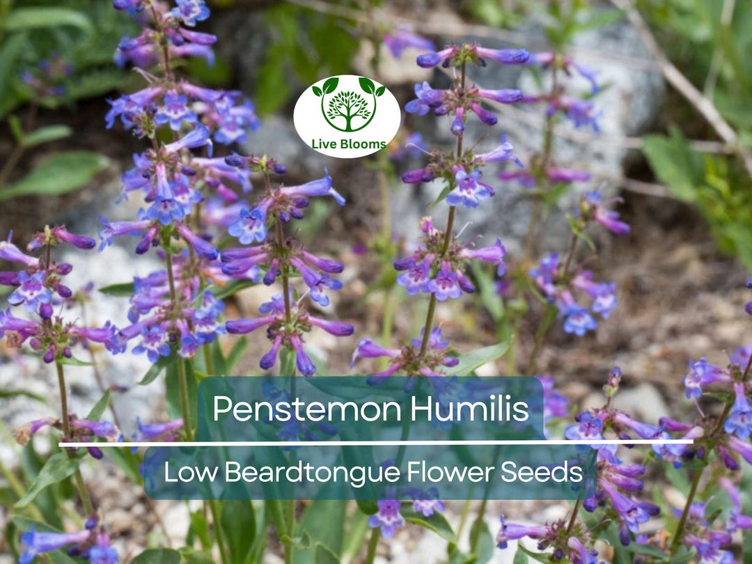 100 Mg Seeds Penstemon Humilis (low Beardtongue) for Planting | Hardy ...