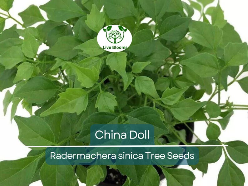 15 Radermachera Sinica Seeds | China Doll Tree, Exotic Indoor Bonsai ...