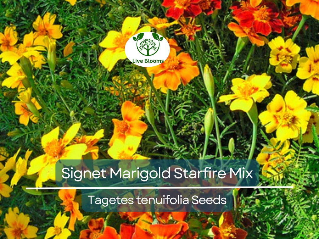 250 Seeds Signet Marigold Starfire Mix, 12" Beneficial Flower, Non-gmo ...