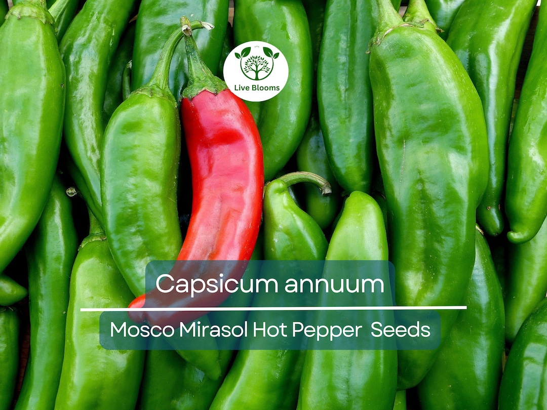 250 Mg of Mosco Mirasol Chile Seeds - Pueblo Guajillo Hot Pepper ...