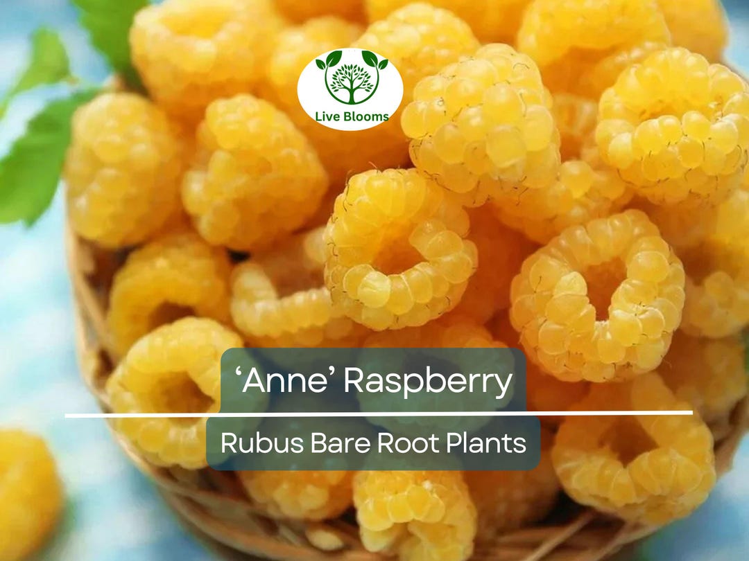 3 ‘anne’ Raspberry Plants – Bare Root Canes – Super Sweet Yellow ...
