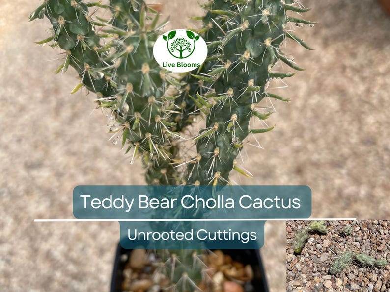 5 Cylindropuntia Fulgida Teddy Bear Cholla Cactus Cuttings - Unique ...