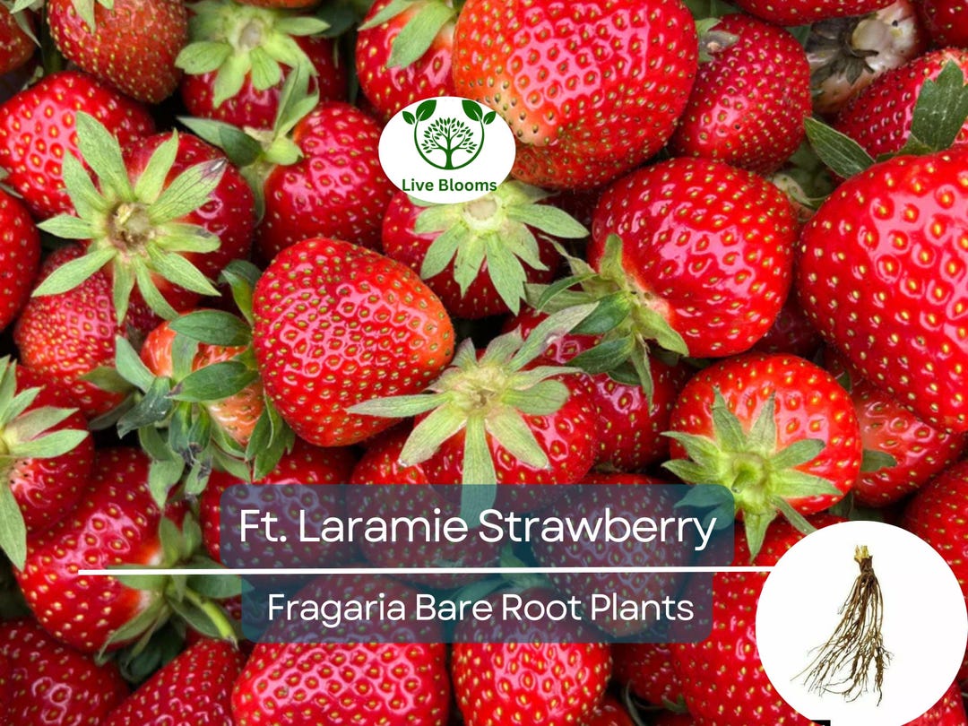10 Ft. Laramie Strawberry Bare Root Plants - Everbearing, Sweet ...