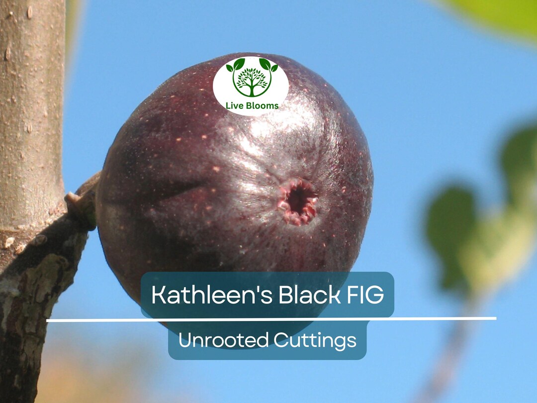 1 Kathleen's Black Fig Unrooted Cutting (ficus Carica) - at Least 3 ...
