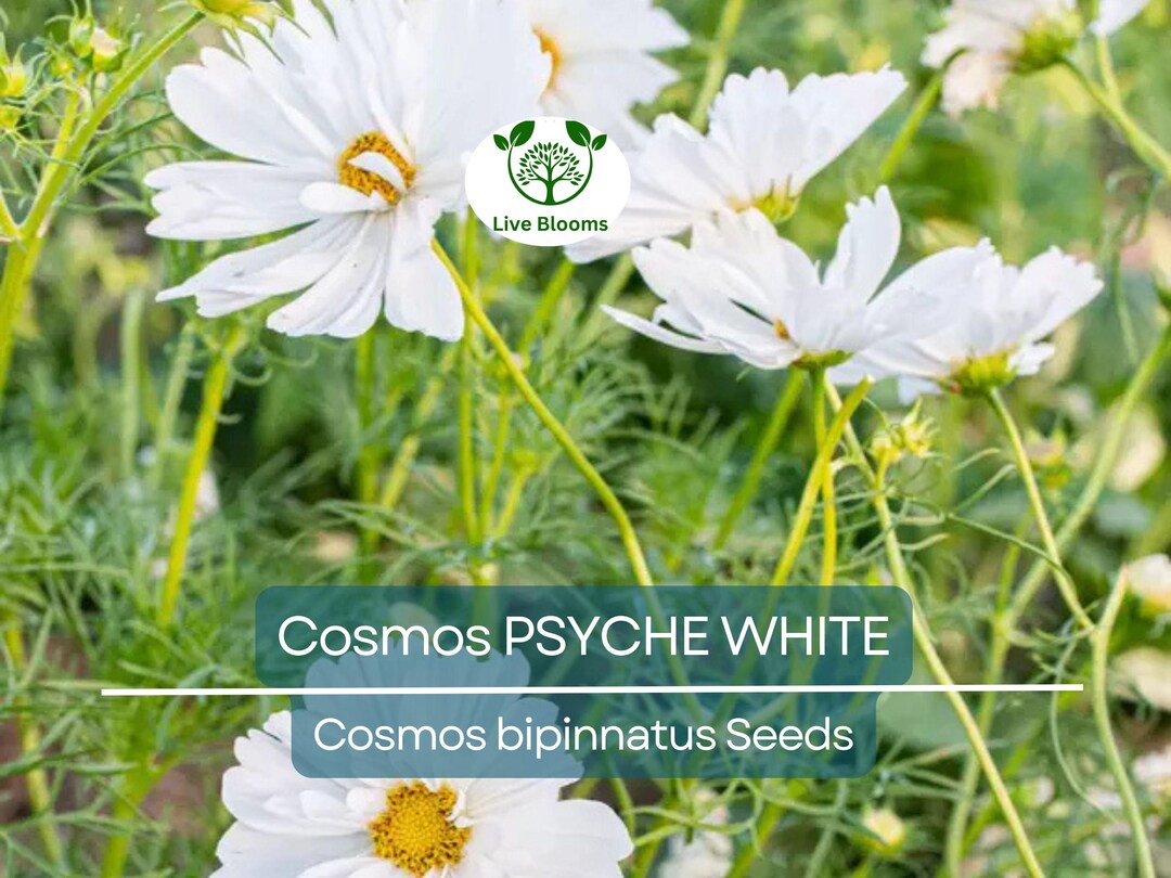 100 Cosmos Psyche White Seeds – Unique Ruffled White Blooms | Attracts ...