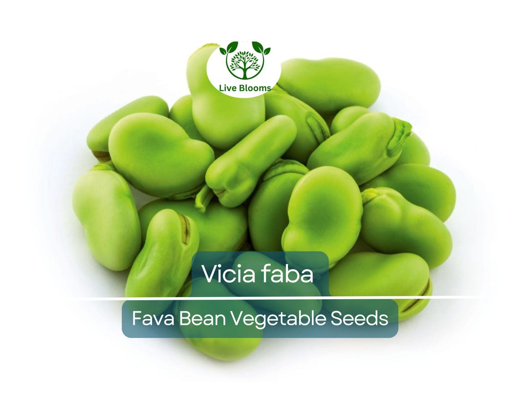 5 Seeds Fava Bean - Vicia Faba | Heirloom Bean for Planting, Gardening ...