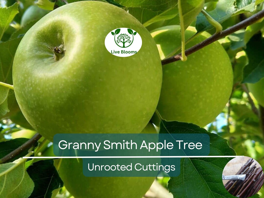 3 Granny Smith Apple Tree Scions Unrooted Cuttings for Rooting or ...