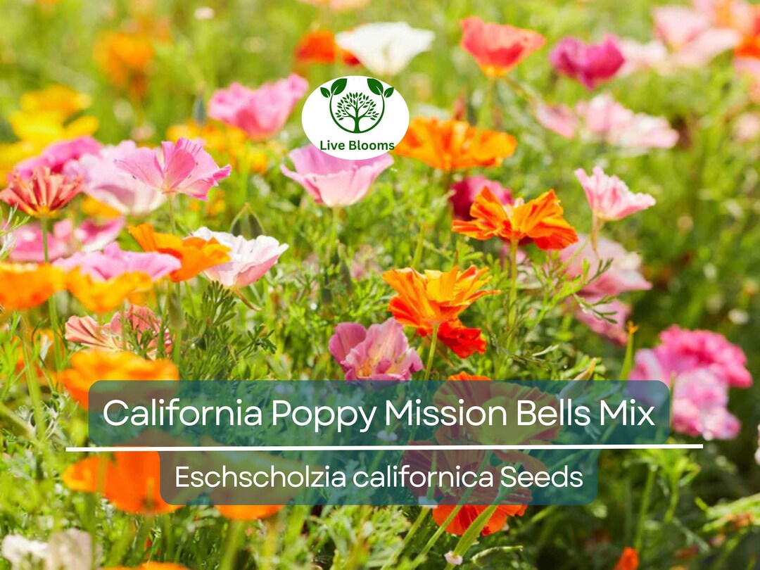 1000 Seeds California Poppy ‘mission Bells Mix’ – Eschscholzia ...