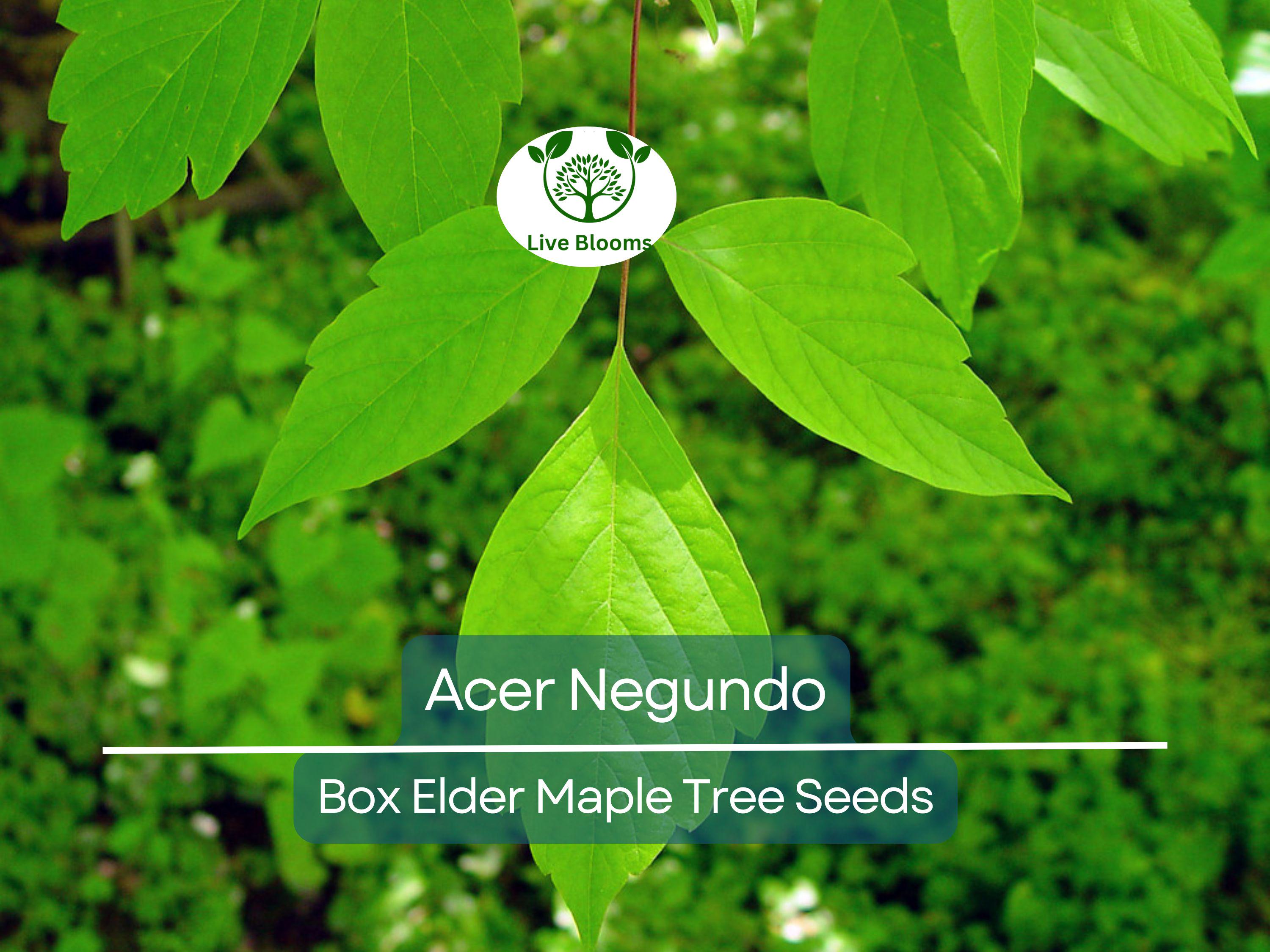 10 Seeds Acer Negundo (box Elder Maple) for Planting - Hardy Tree for Gardens, Landscaping ...