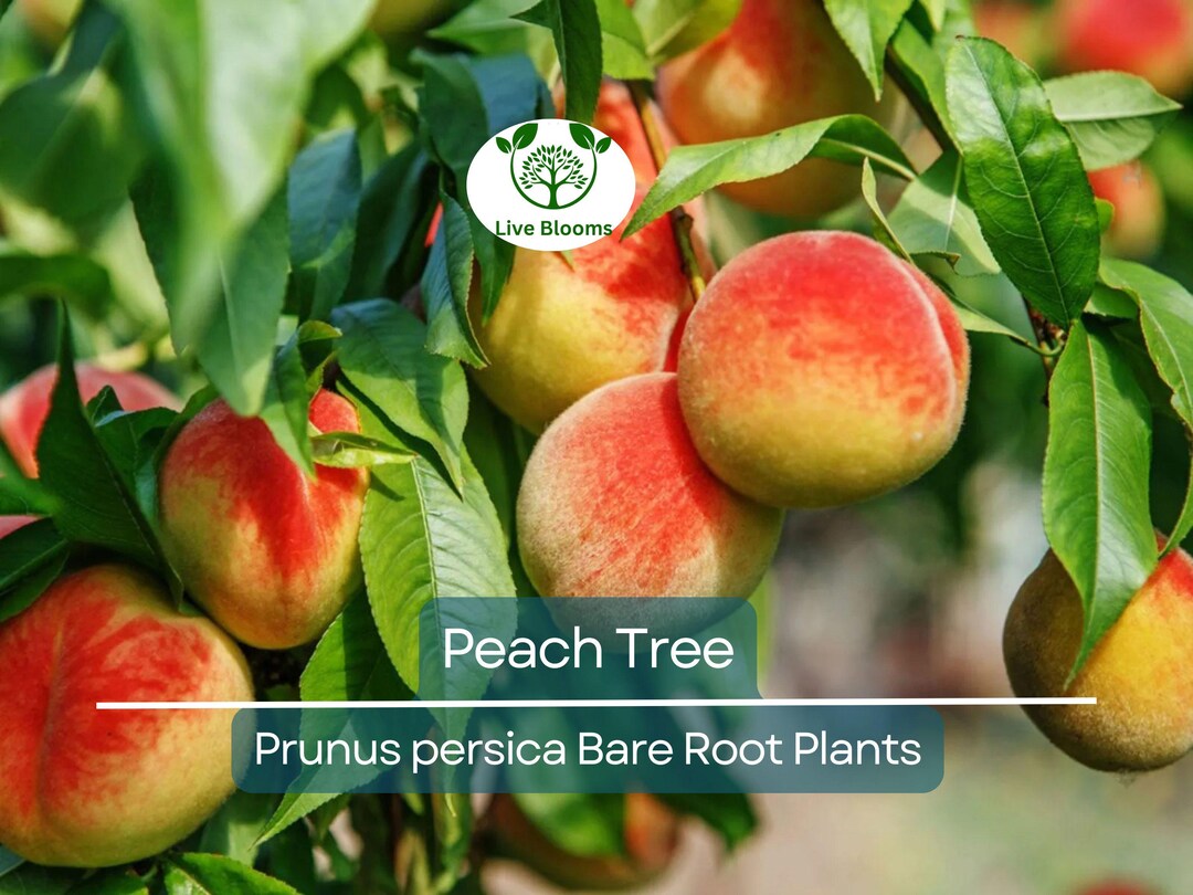 1 Peach Tree – Live Bare Root Plant – Prunus Persica 'common ...
