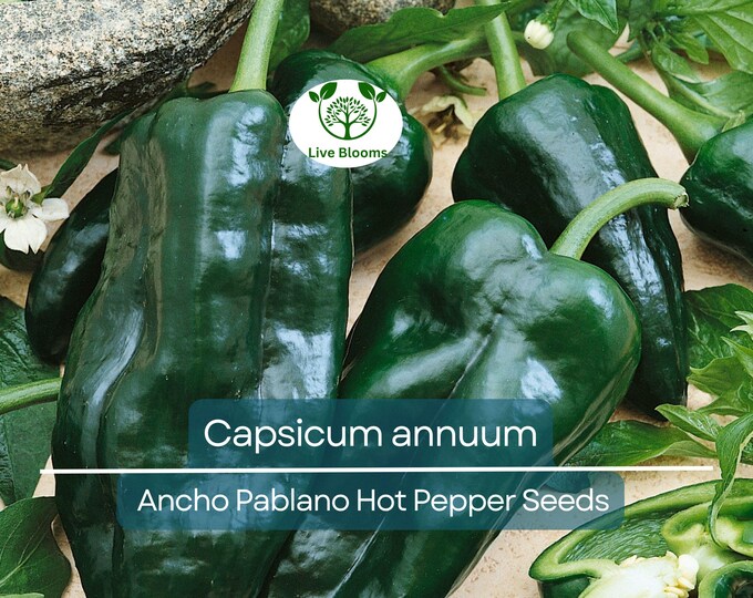 Heirloom Poblano Ancho Pepper Seeds Organically Grown in Florida - Etsy