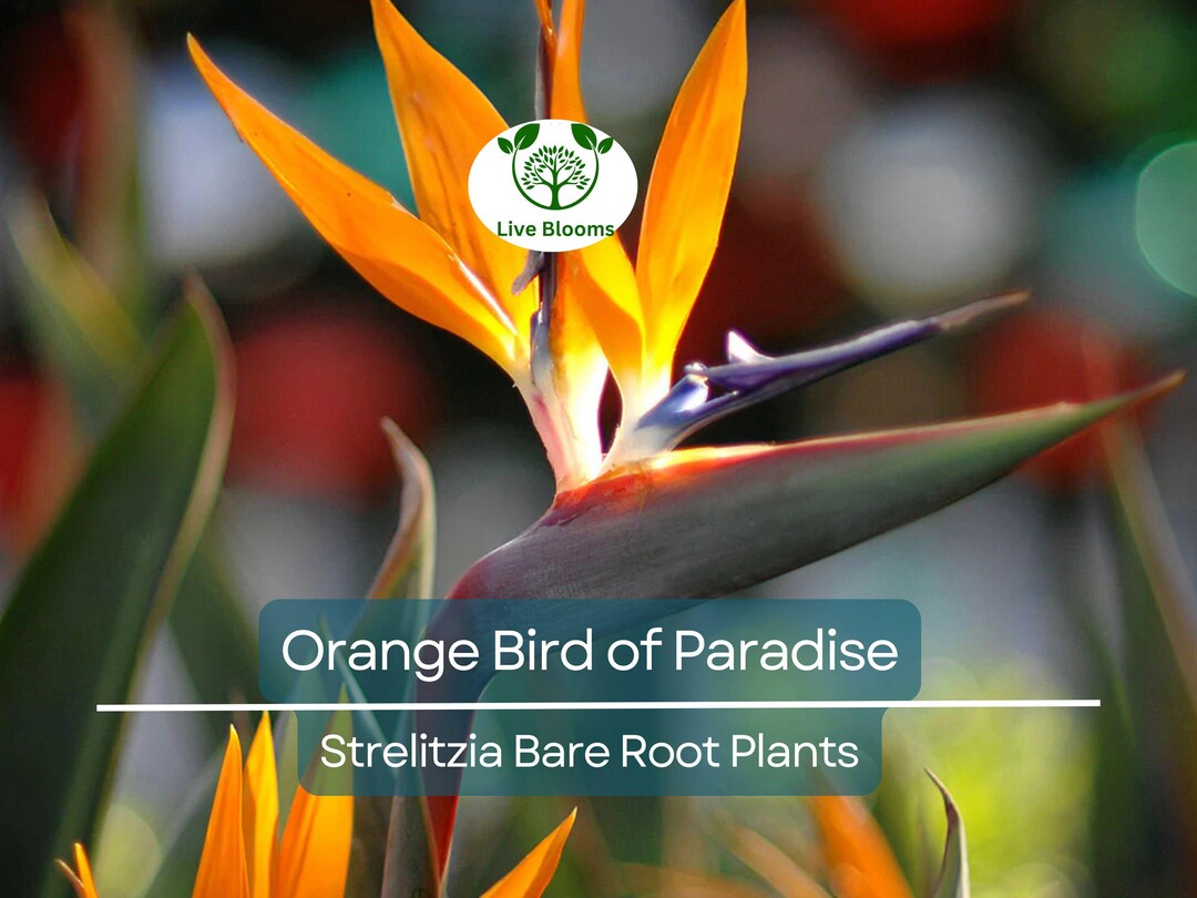 1 Orange Bird of Paradise – Strelitzia Reginae Live Bare Root Plant 3–6 ...