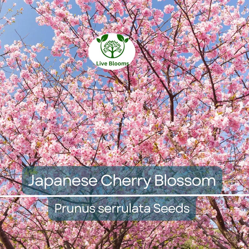 Cherry Blossom Seed - Etsy