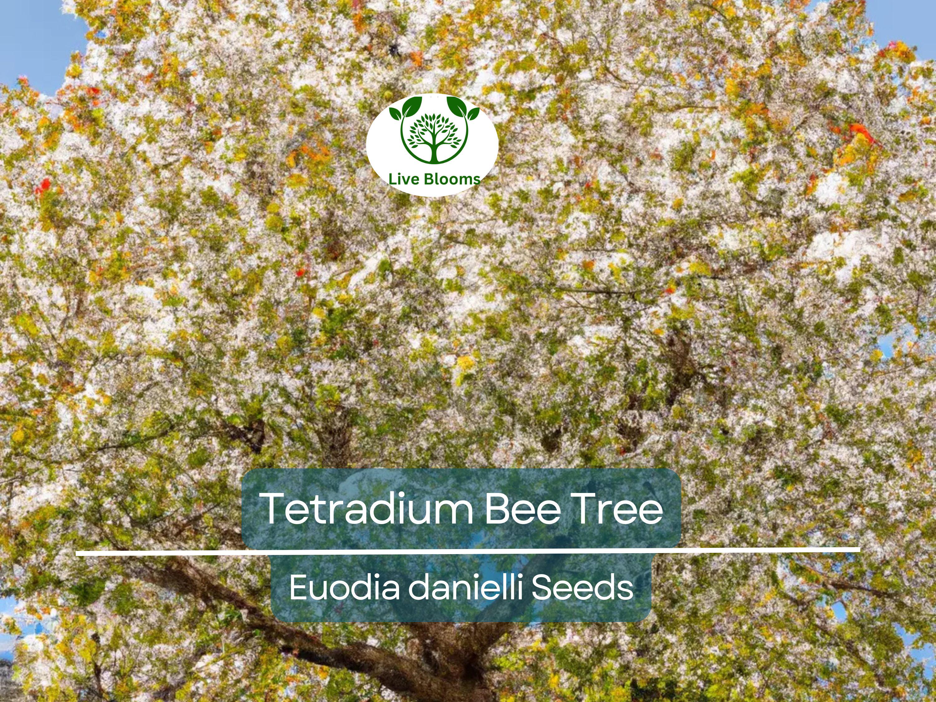20 BEE TREE SEEDS (euodia Danielli) | Tetradium, Rare, Superior Honey ...