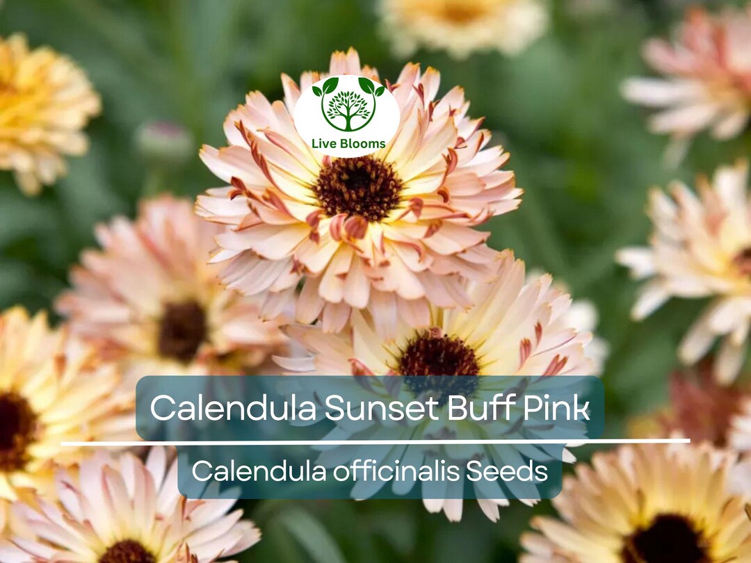 50 Seeds Calendula Sunset Buff Pink – Double Blooms, Bi-colored ...