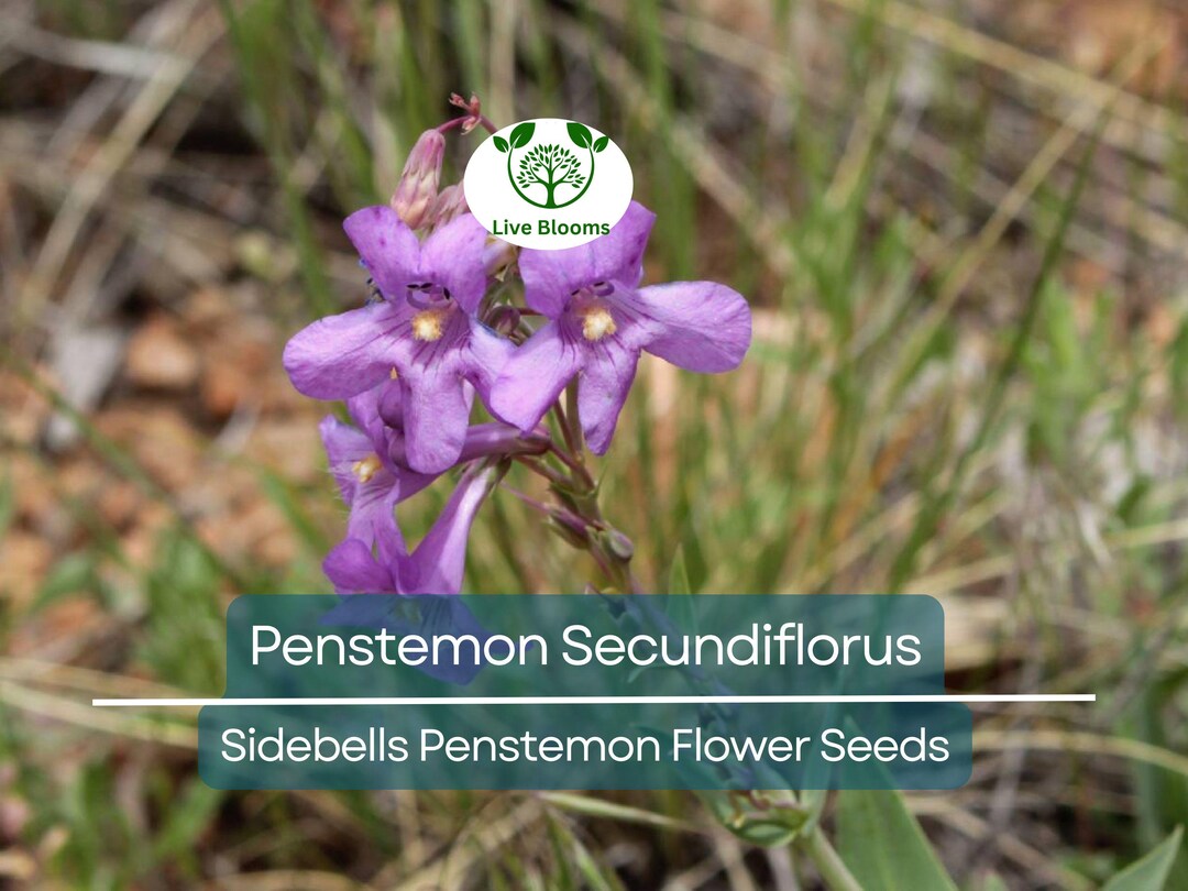 100 Mg Seeds Penstemon Secundiflorus (sidebells Penstemon) for Planting ...