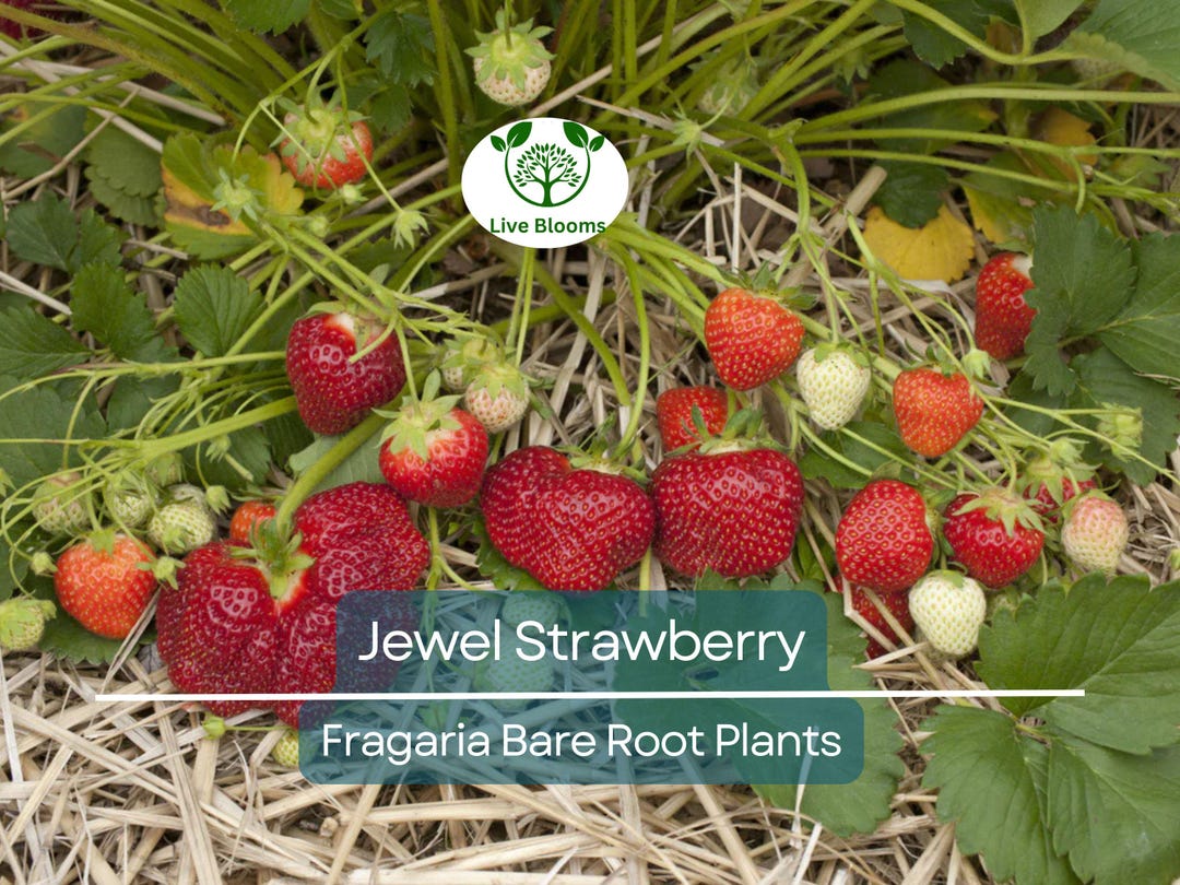 10 Jewel Strawberry Plants – Bare Root June-bearing Variety – Sweet ...
