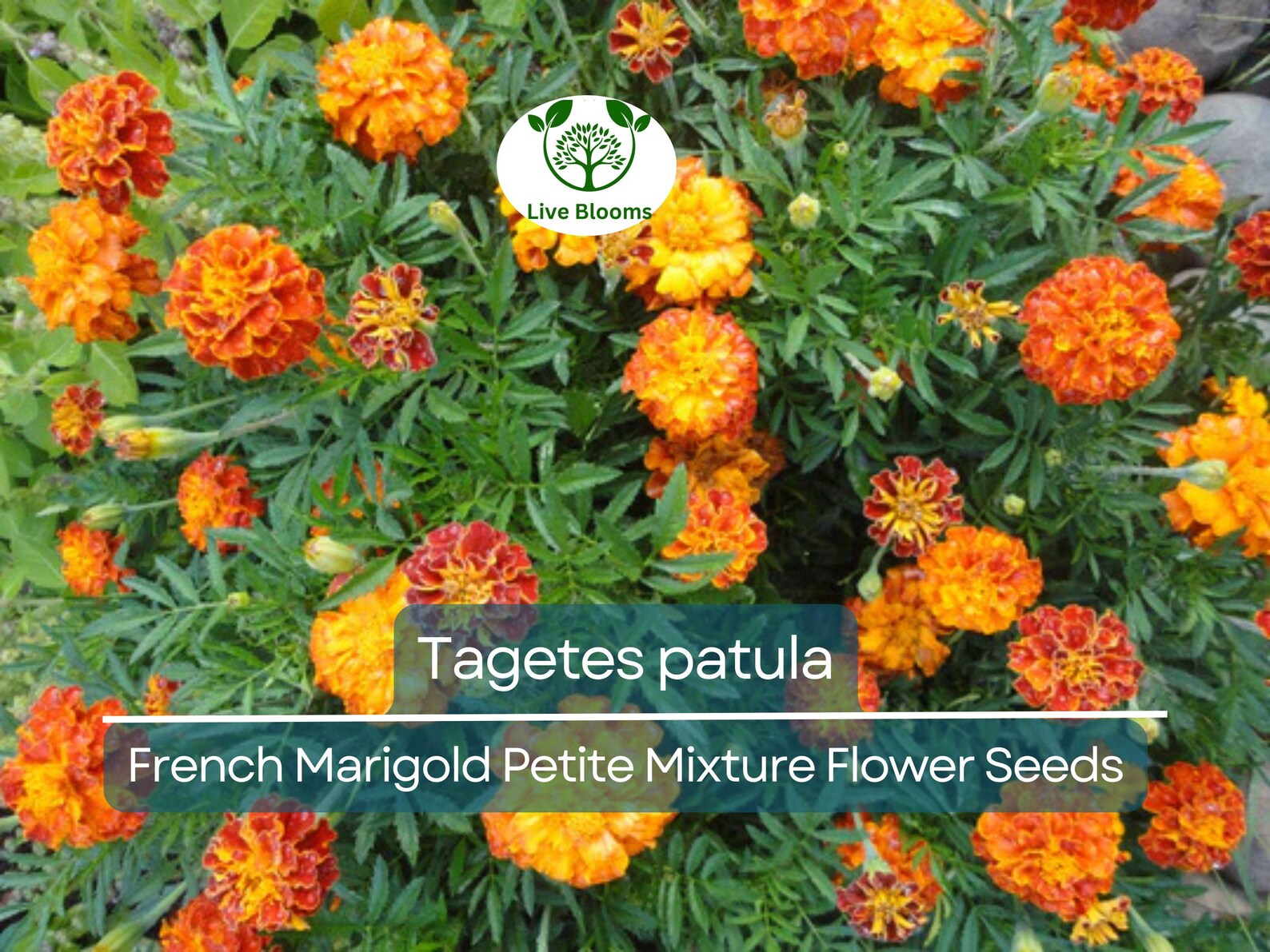 500 Mg Seeds French Marigold Petite Mixture (tagetes Patula) for ...