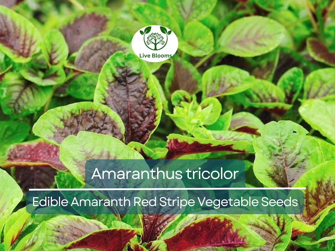 500 Edible Amaranth Red Stripe Leaf Seeds - Amaranthus Tricolor Red Beauty Tricolor | Vibrant ...
