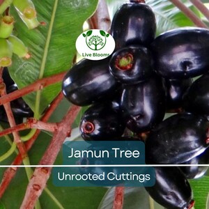 3 Jamun Jambul Fruit Tree Cuttings - Syzygium Cumini, Indian Wax Apple ...
