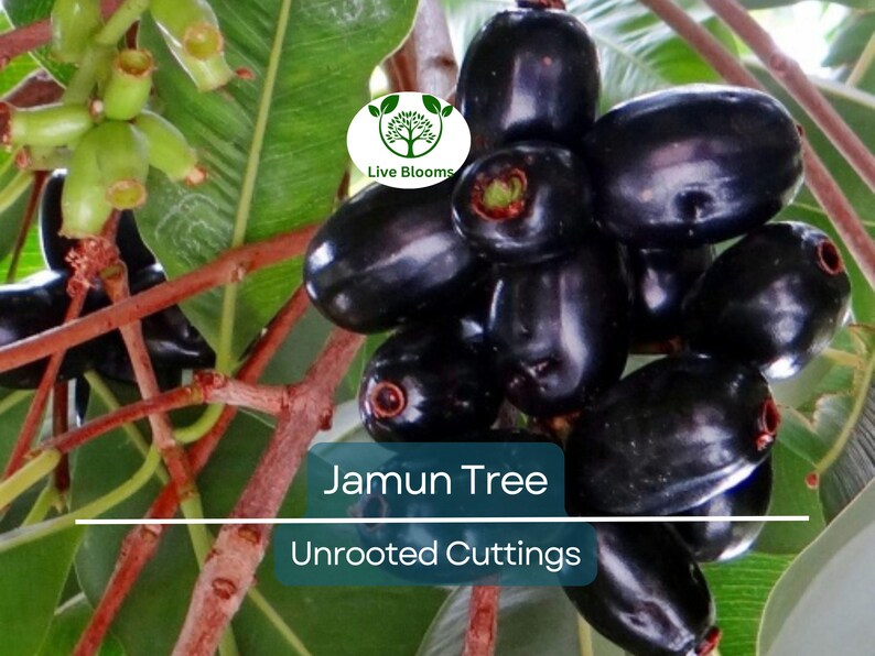 3 Jamun Jambul Fruit Tree Cuttings - Syzygium Cumini, Indian Wax Apple ...