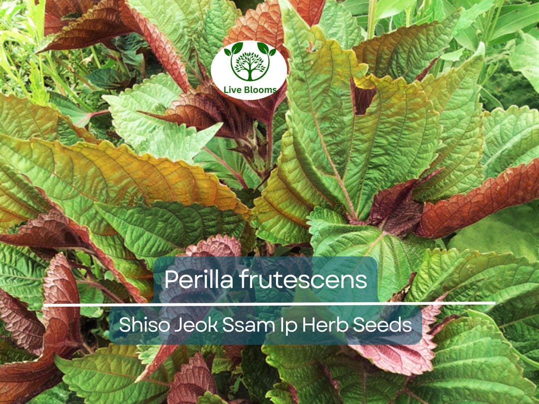 400 Seeds Perilla (shiso) Jeok Ssam Ip Herb for Planting – Aromatic ...