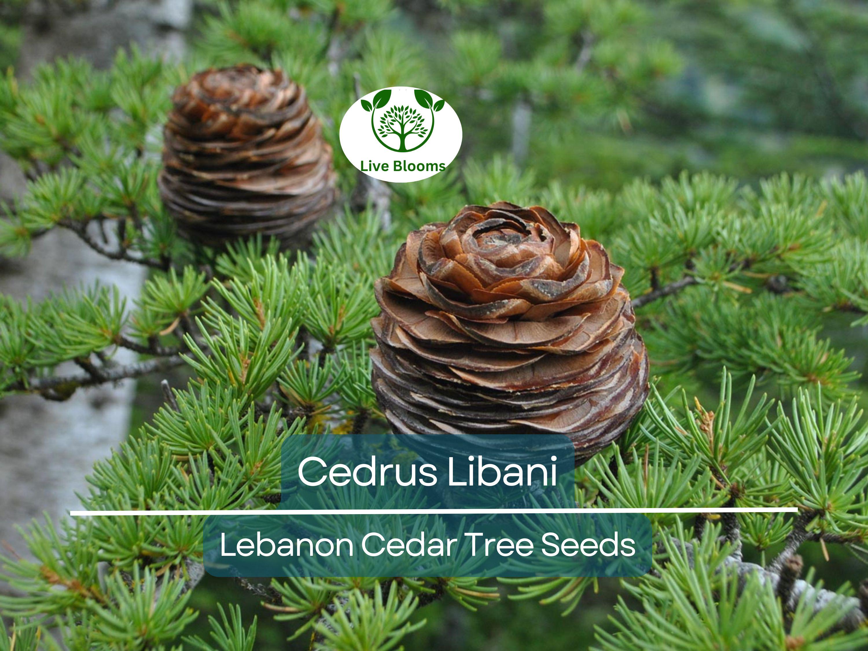 5 Seeds Cedrus Libani lebanon Cedar for Planting Evergreen Conifer Tree, Drought-tolerant ...