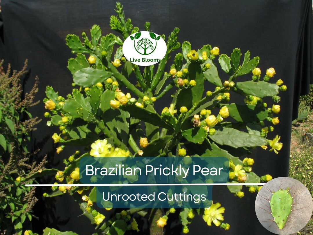 1 Brasiliopuntia Brasiliensis (brazilian Prickly Pear) Unrooted Cutting ...