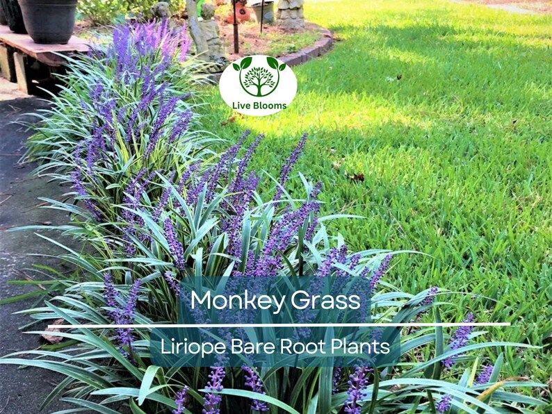 25 Monkey Grass Plants – Big Blue Liriope Spicata – Live Bare Root ...
