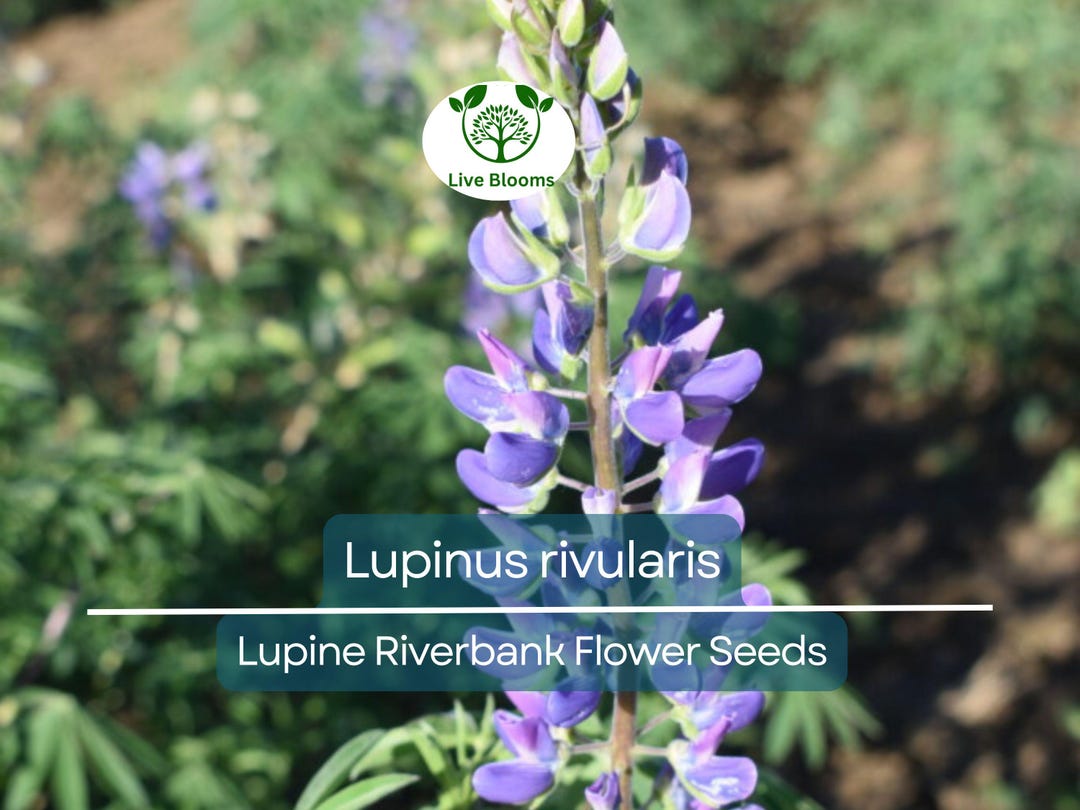 15 Seeds Lupine Riverbank for Planting – Lupinus Rivularis, Perennial ...