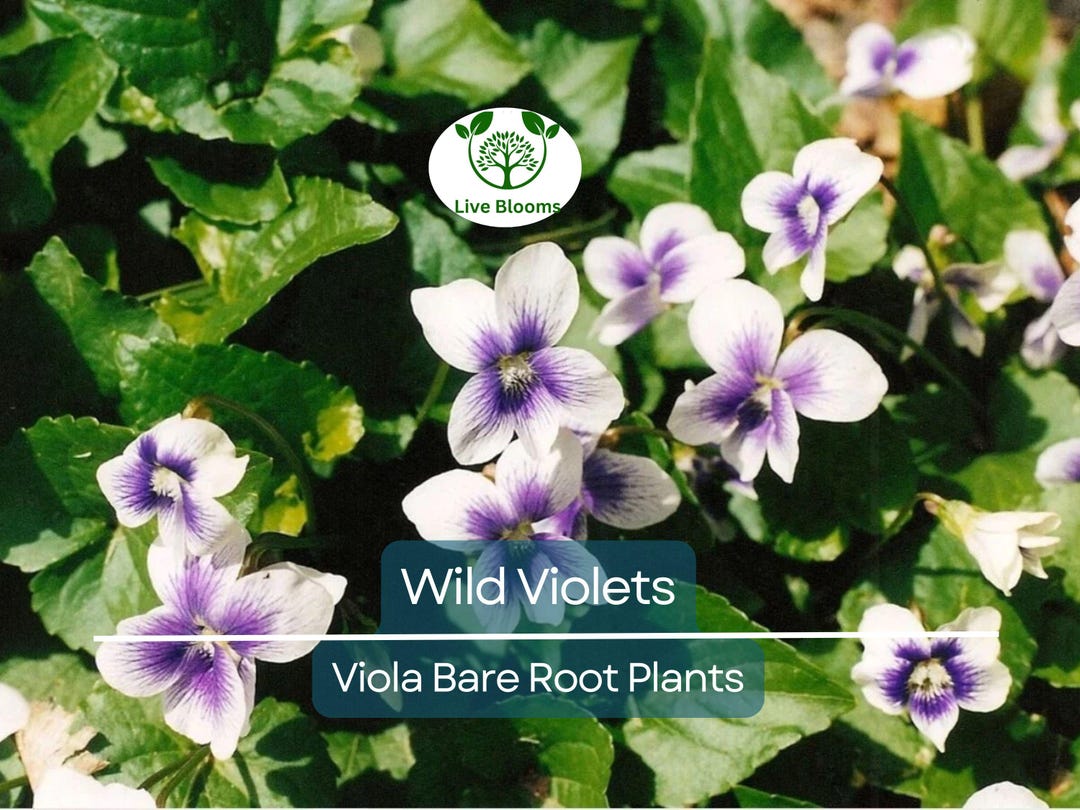 10 Wild Violets Plants – Live Bare Root Mix (purple & White) – Hardy ...