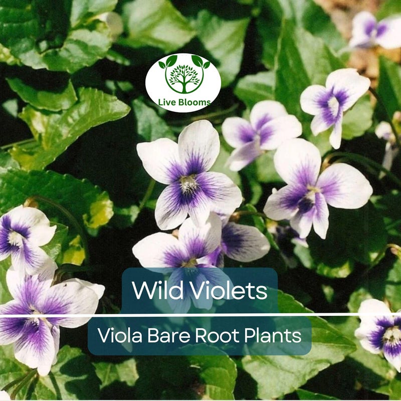 Wild Violet Seeds - Etsy