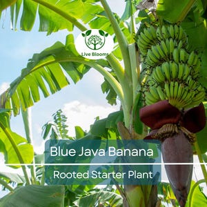 1 Musa Ice Cream (blue Java) Banana Tree - Small Live Rooted Starter ...