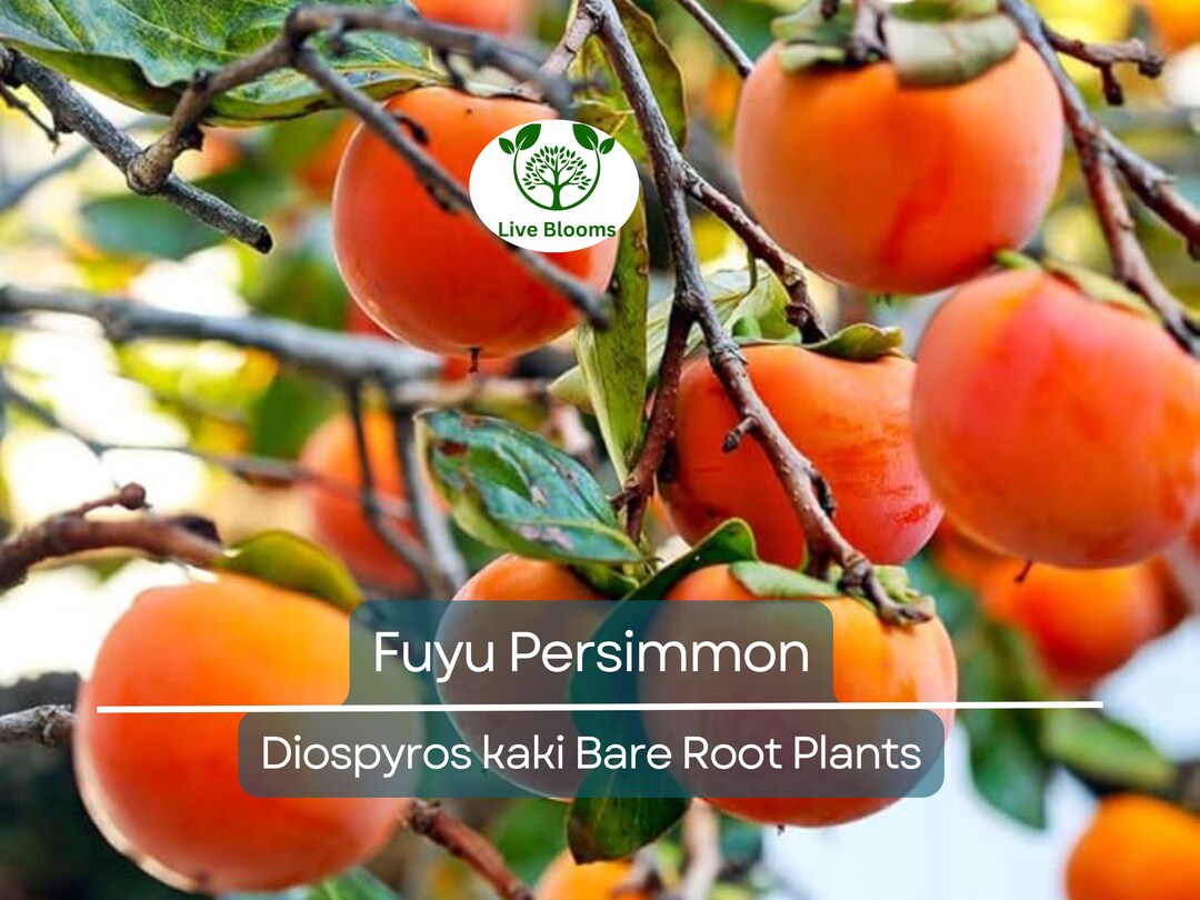 1 Fuyu Persimmon Tree – Live Bare Root Sapling (6–10") – Diospyros Kaki ...