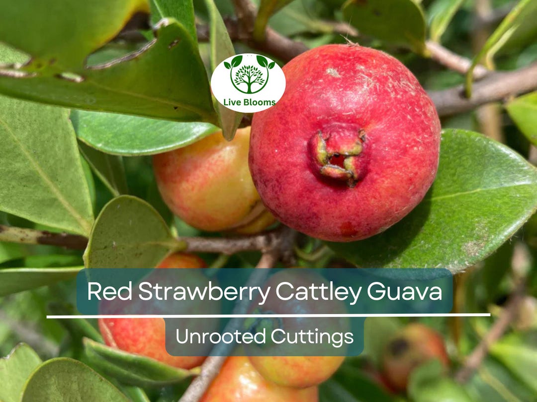10 Red Strawberry Cattley Guava Cuttings Psidium Cattleianum, Tropical ...