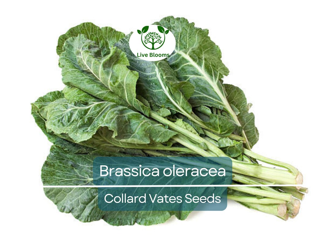 300 Seeds Collard Vates – Brassica Oleracea | Heirloom Collard Greens ...