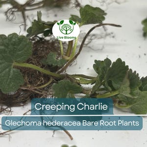 10 Creeping Charlie Vines – Bare Root Plants – Glechoma Hederacea ...