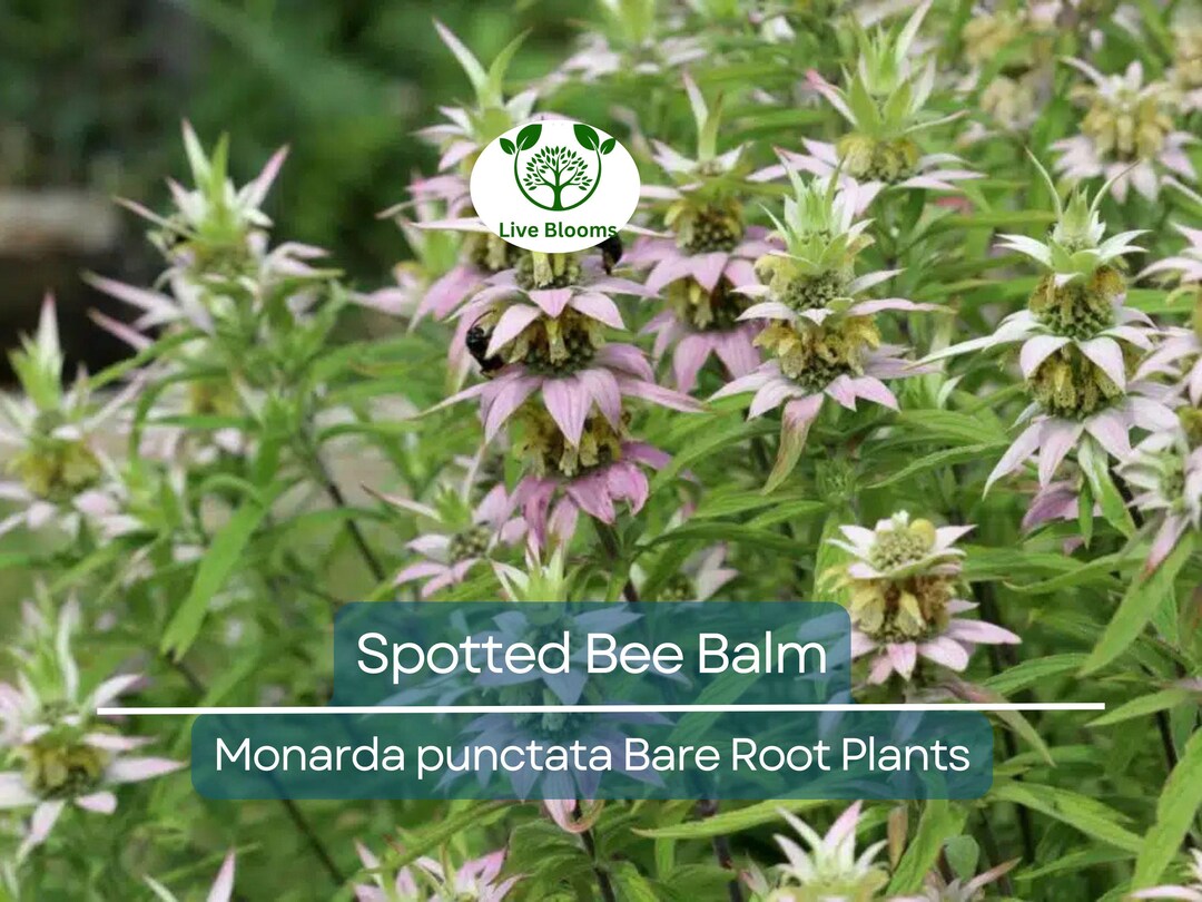 1 Spotted Bee Balm - Live Bare Root Plant | Monarda Punctata | Native ...